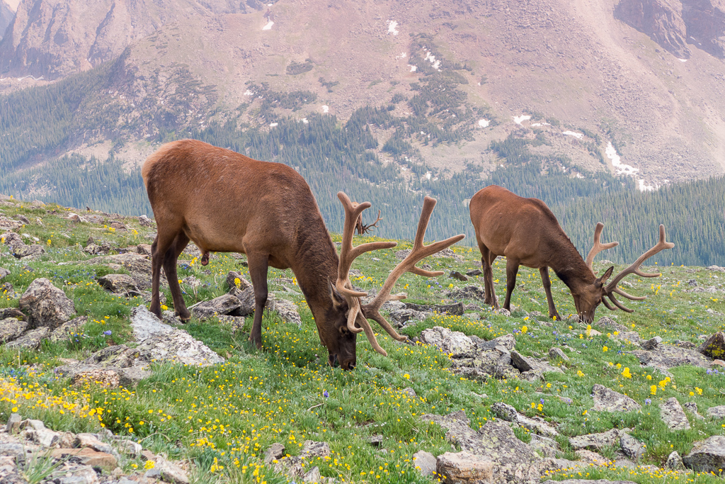 Where to photograph wildlife in Colorado – small world, live large