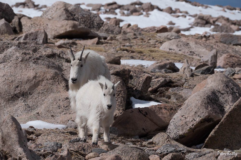 Story of a photo: mountain goats on Mount Evans – small world, live large